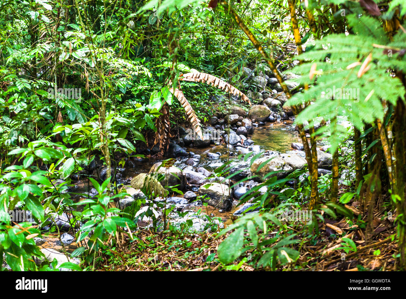 Stream of pure and crystalline water in the Ecuadorian jungle Stock Photo - Alamy