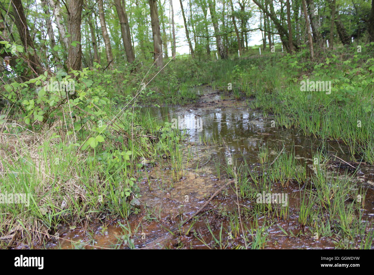 California Country Park Stock Photo - Alamy