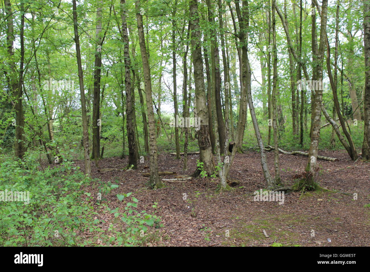 California Country Park Stock Photo - Alamy
