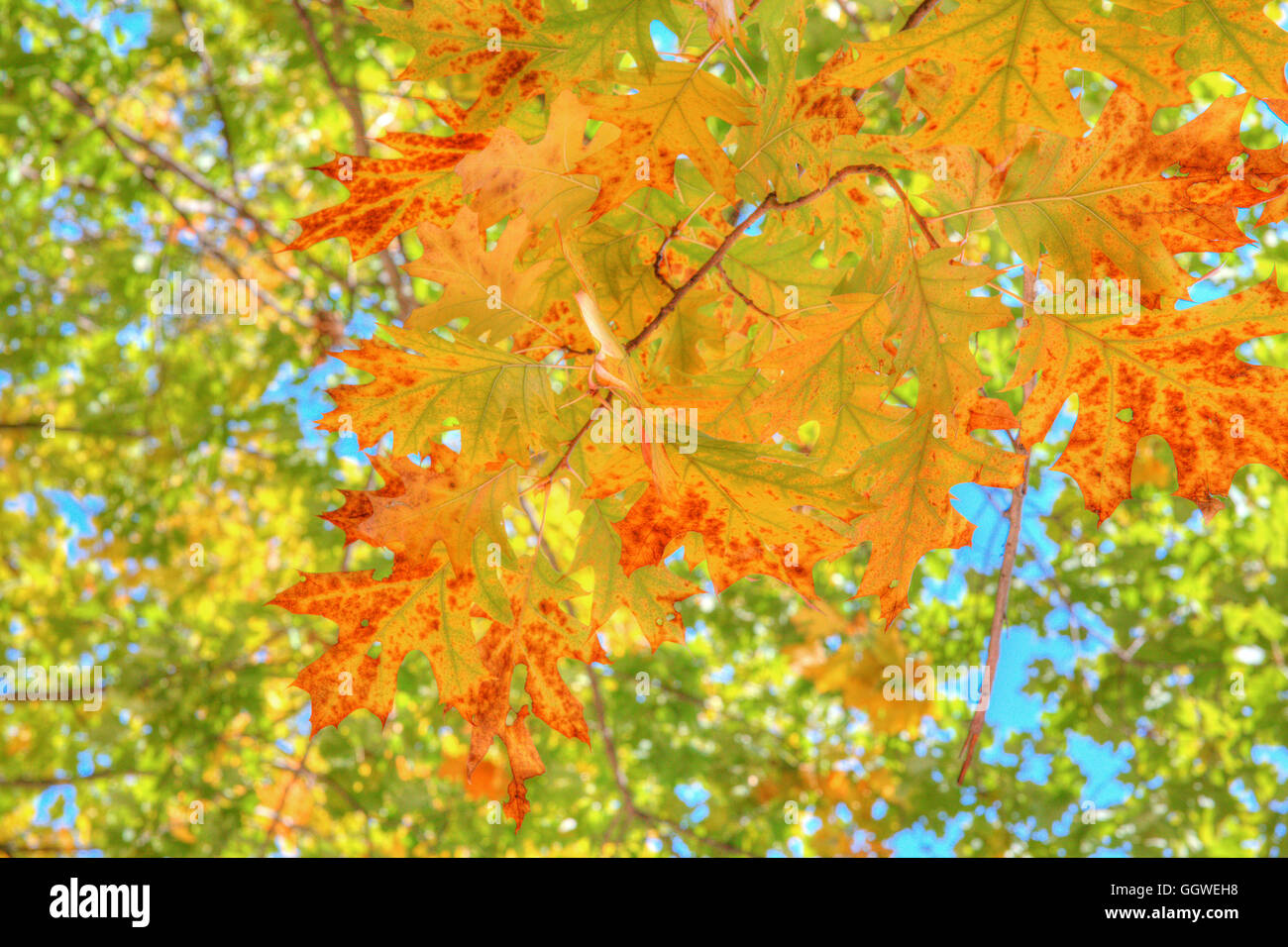 Bright autumn leaves on the oaks against blue sky Stock Photo - Alamy