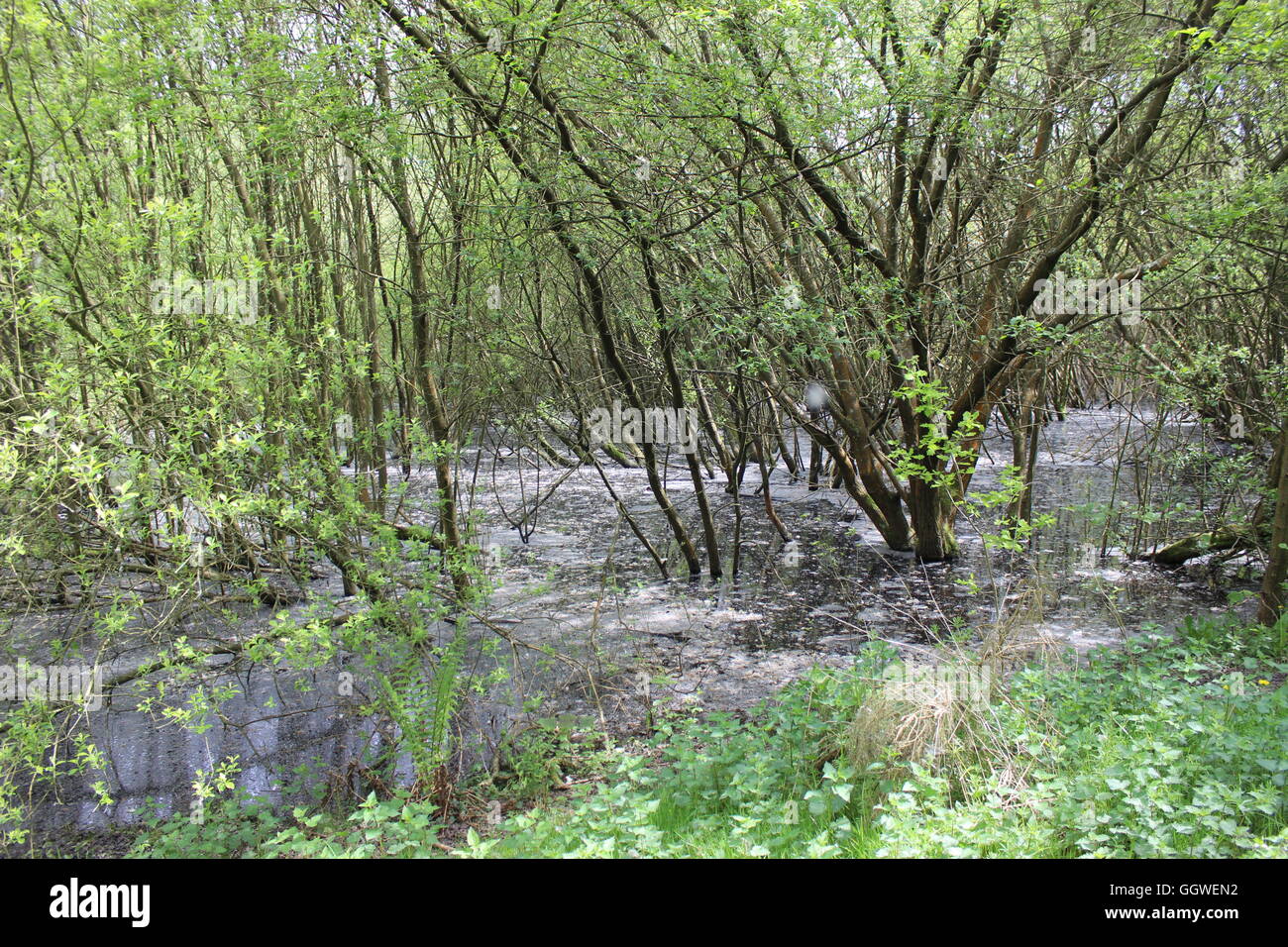 California Country Park Stock Photo - Alamy