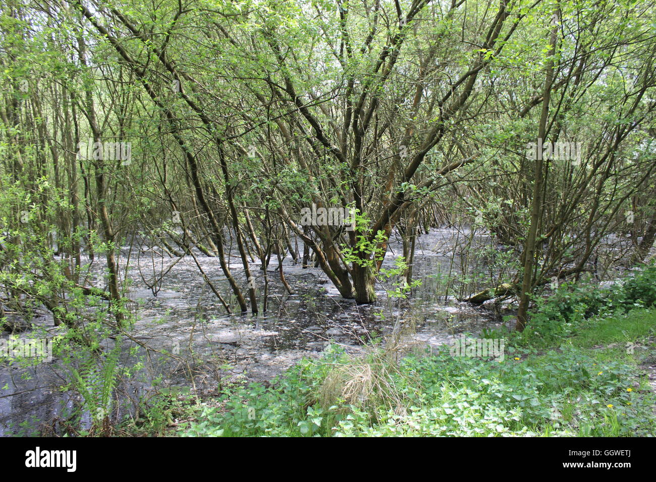 California Country Park Stock Photo - Alamy