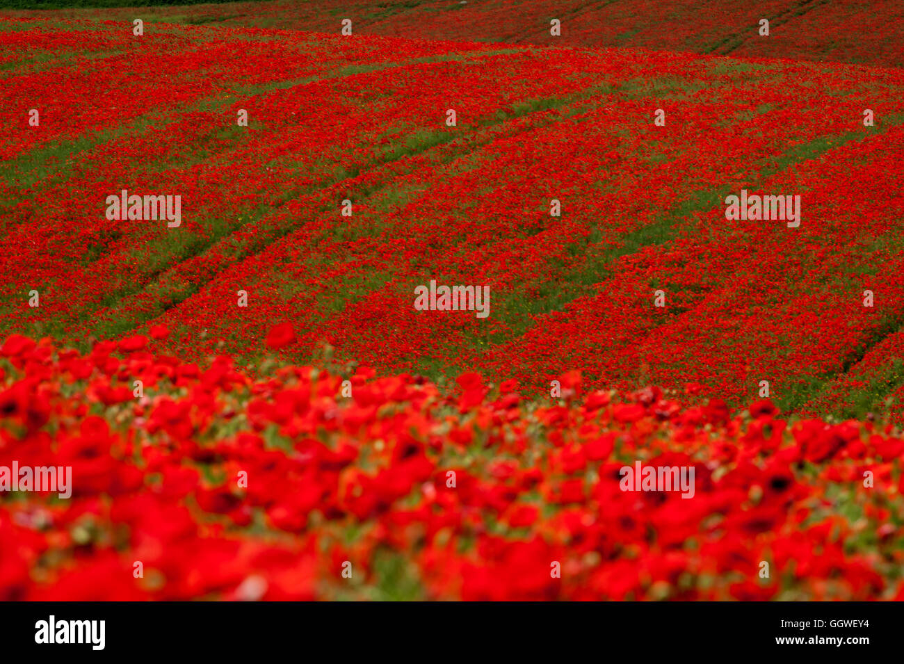 Poppy fields in southern England Stock Photo - Alamy