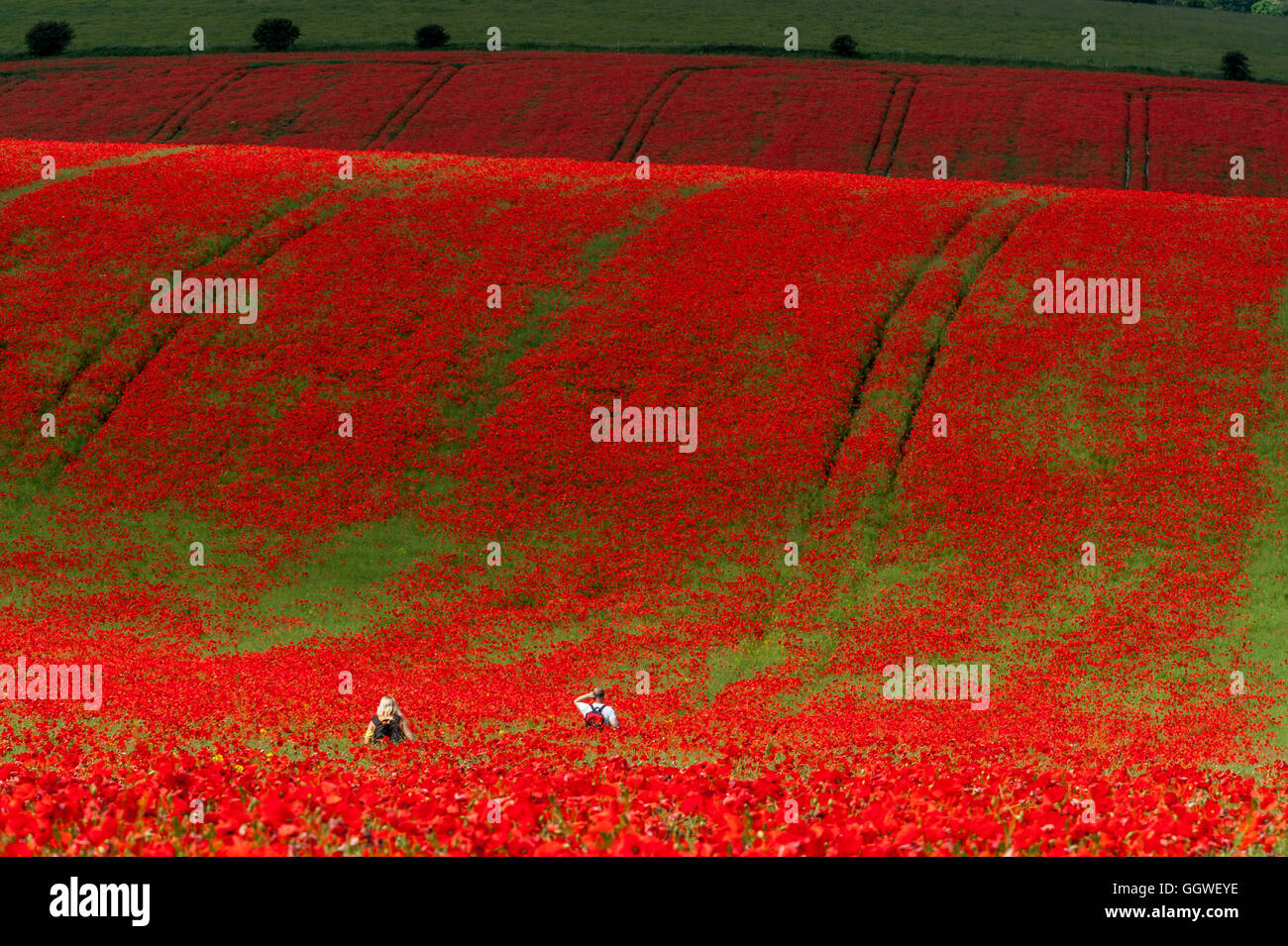 Poppy fields in southern England Stock Photo - Alamy