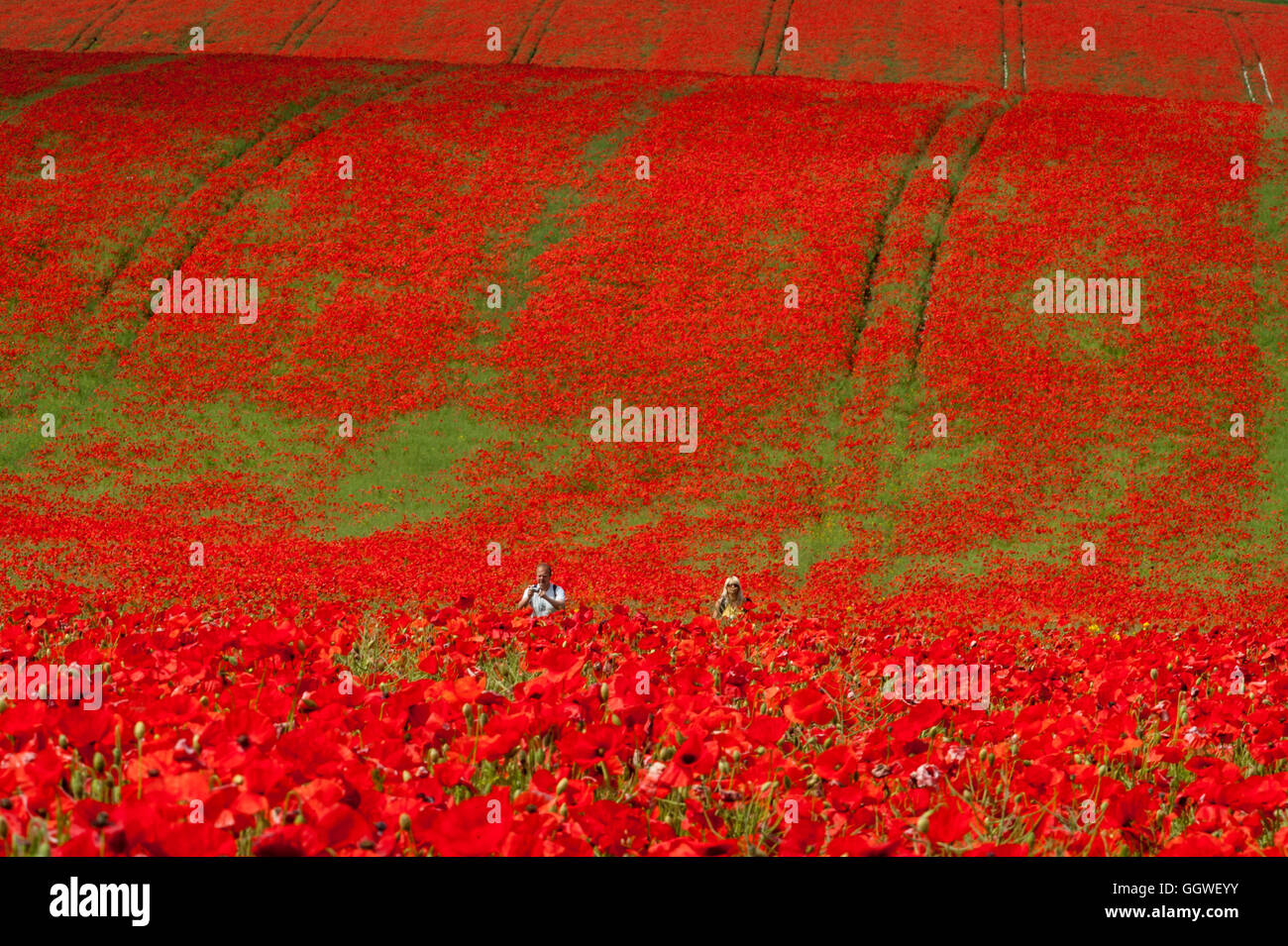 Poppy fields in southern England Stock Photo - Alamy