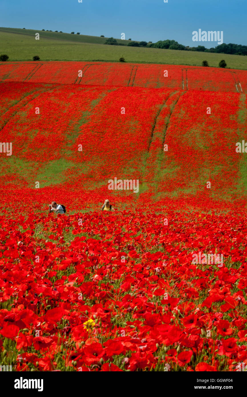 Poppy fields in southern England Stock Photo - Alamy