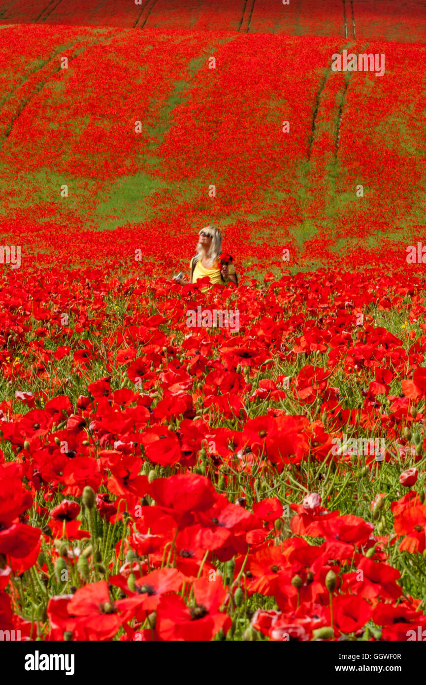 Poppy fields in southern England Stock Photo - Alamy