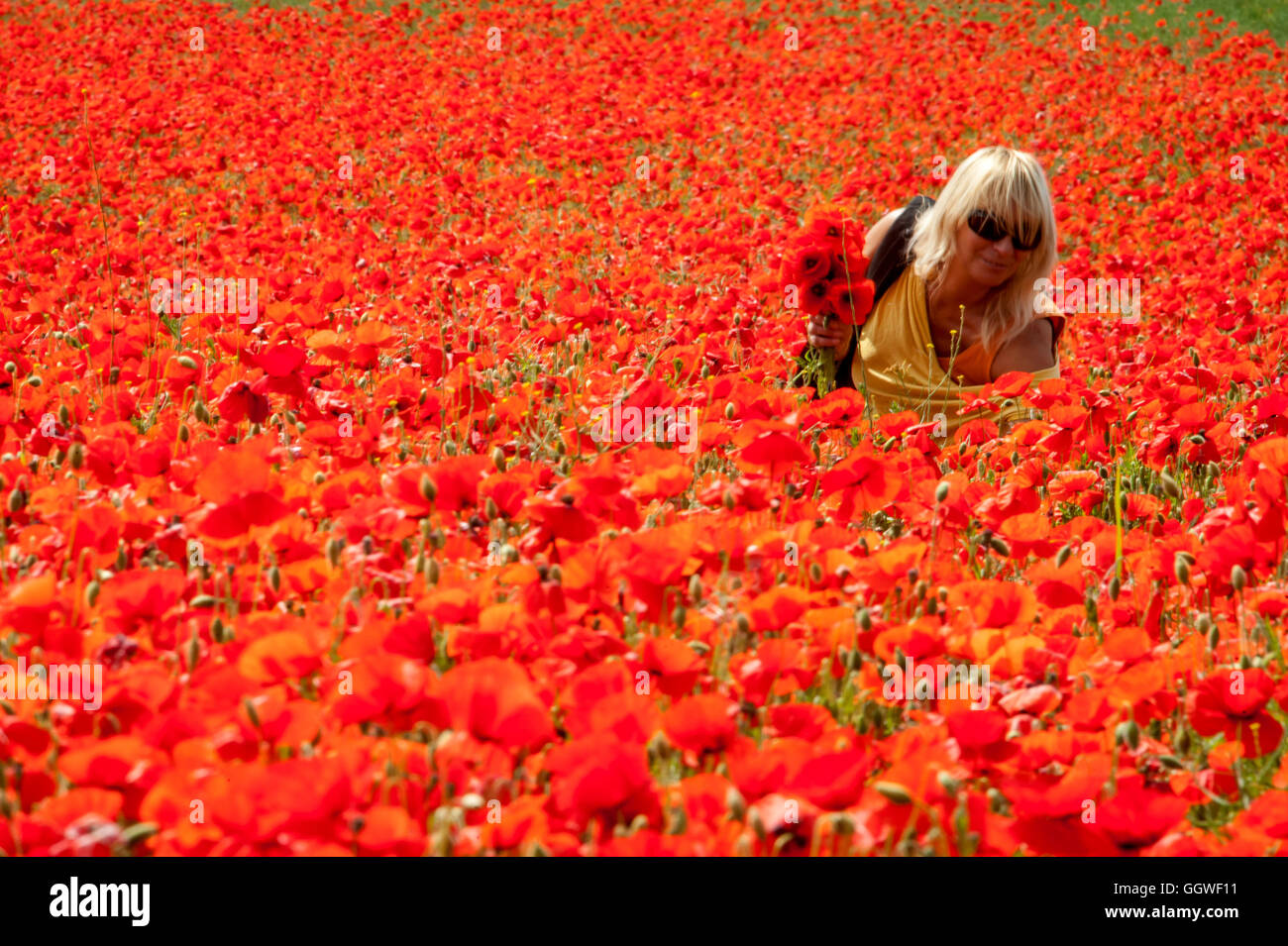 Poppy fields in southern England Stock Photo - Alamy