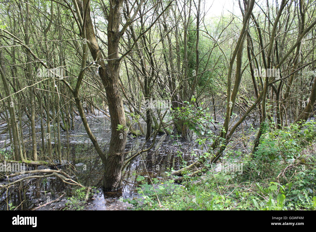 California Country Park Stock Photo - Alamy