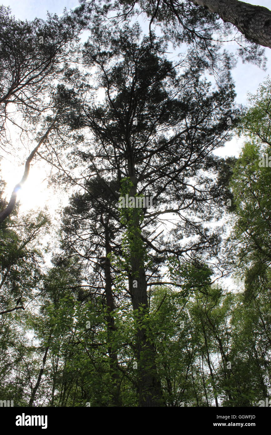 California Country Park Stock Photo - Alamy