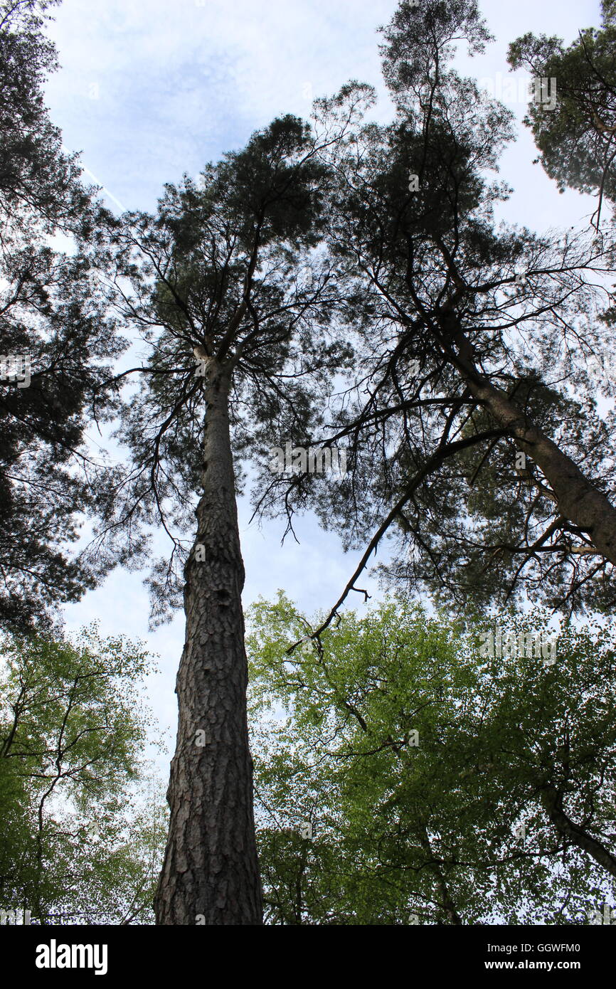California Country Park Stock Photo - Alamy