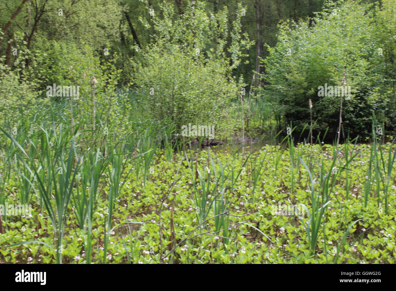 California Country Park Stock Photo - Alamy
