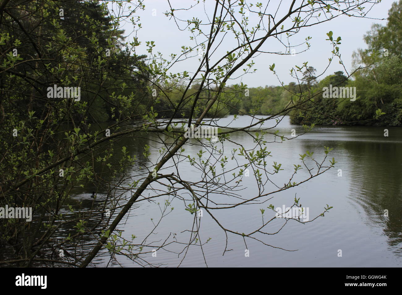 California Country Park Stock Photo - Alamy