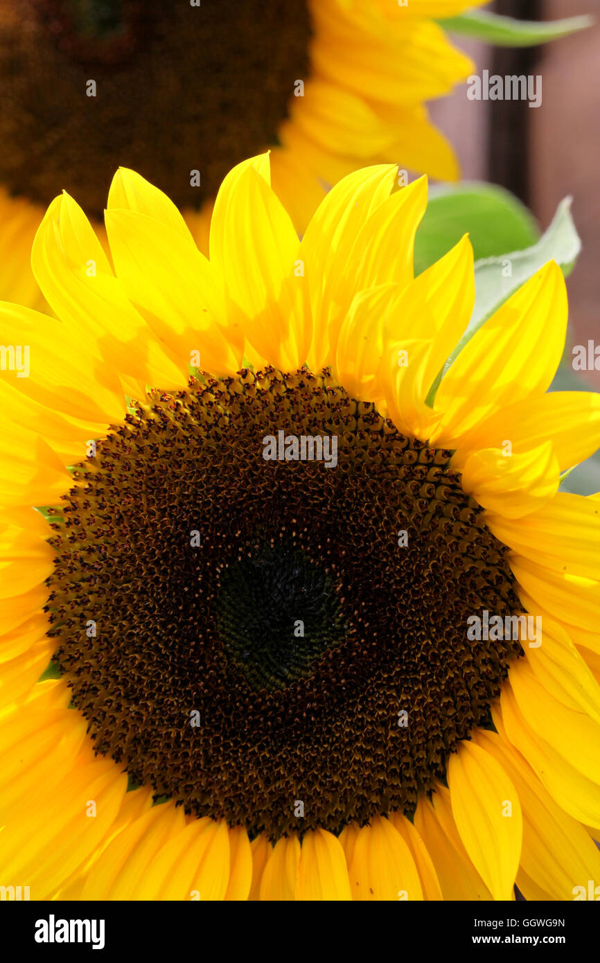 Giant sunflower hi-res stock photography and images - Alamy