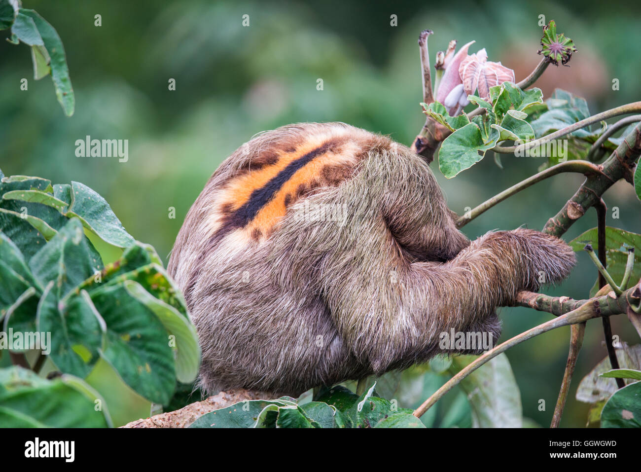 Sleeping Three-toed Sloth Stock Photo - Alamy