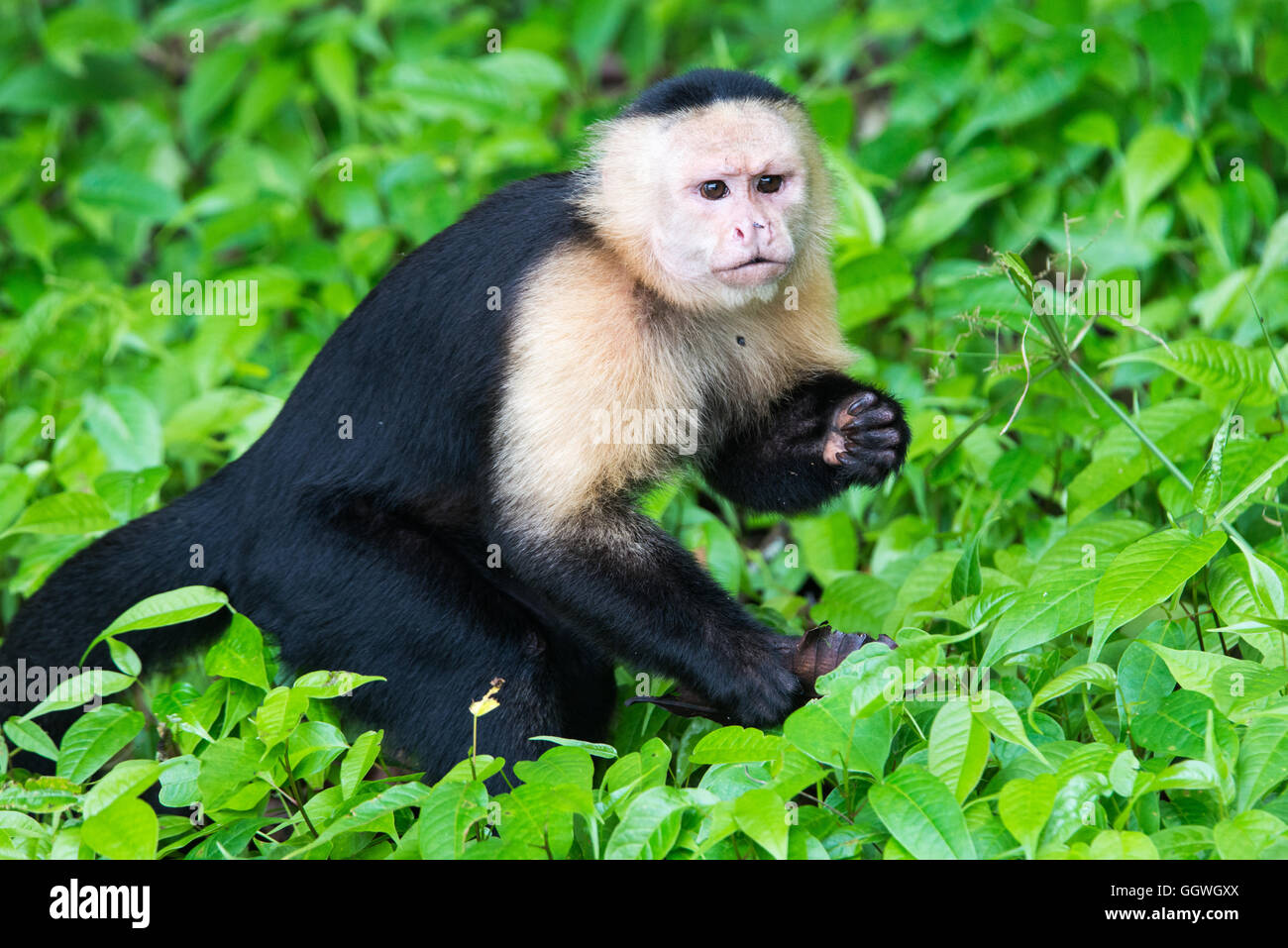 White-faced Capuchin Monkey Stock Photo - Alamy