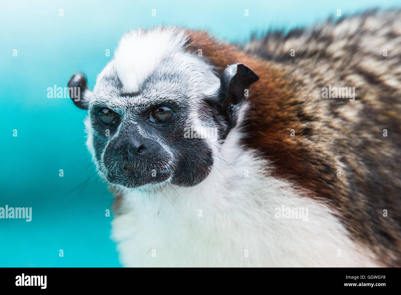 Tamarin monkey hi-res stock photography and images - Alamy