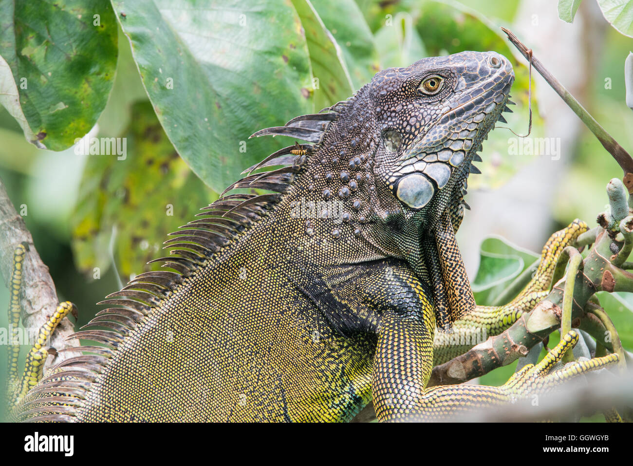 Canopy tower panama hi-res stock photography and images - Alamy