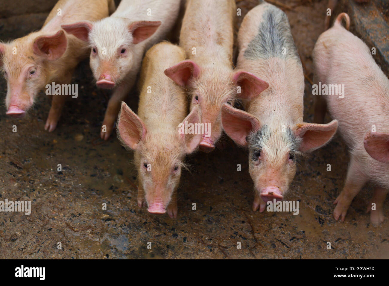 Pig farm pens hi-res stock photography and images - Alamy