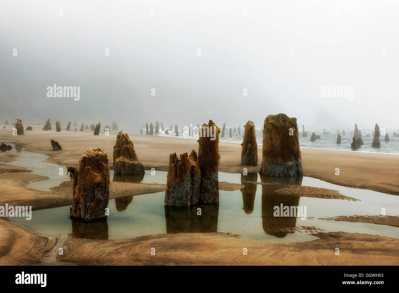 Ghost forest at the beach hi-res stock photography and images - Alamy