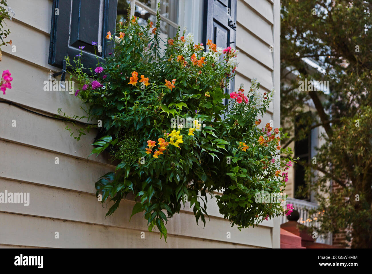 South carolina flower hi-res stock photography and images - Alamy