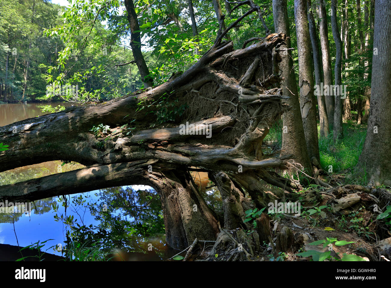 CONGAREE NATIONAL PARK is known for its pristine natural environment ...