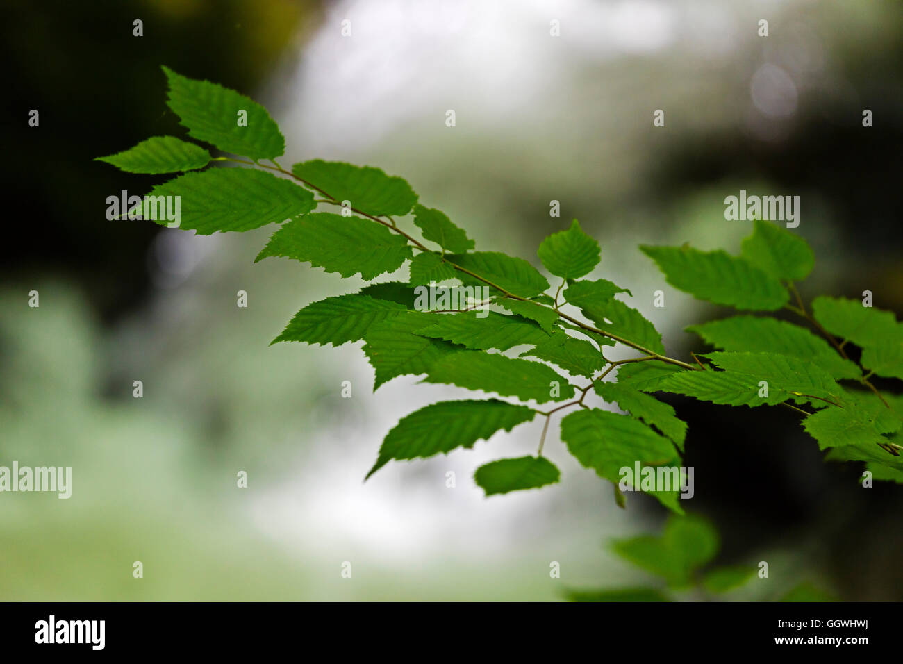 Virgina hi-res stock photography and images - Alamy