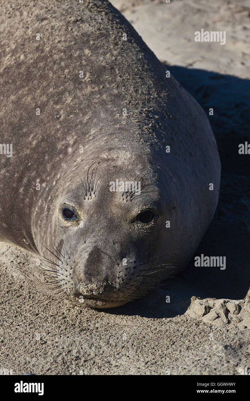 A female ELEPHANT SEAL (Mirounga angustirostris) on the beach at ANO ...