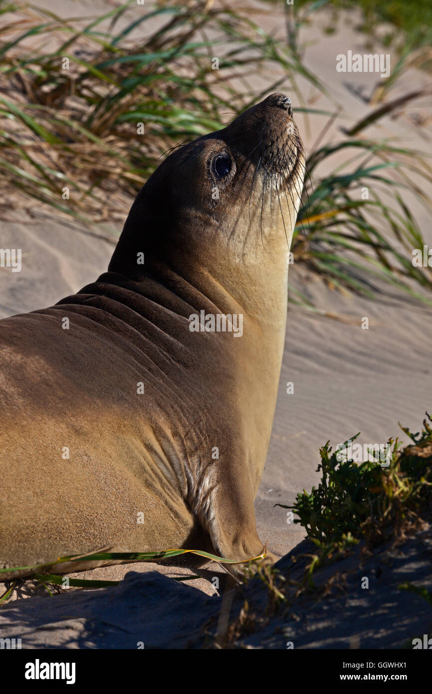 Female elephant seal hi-res stock photography and images - Alamy