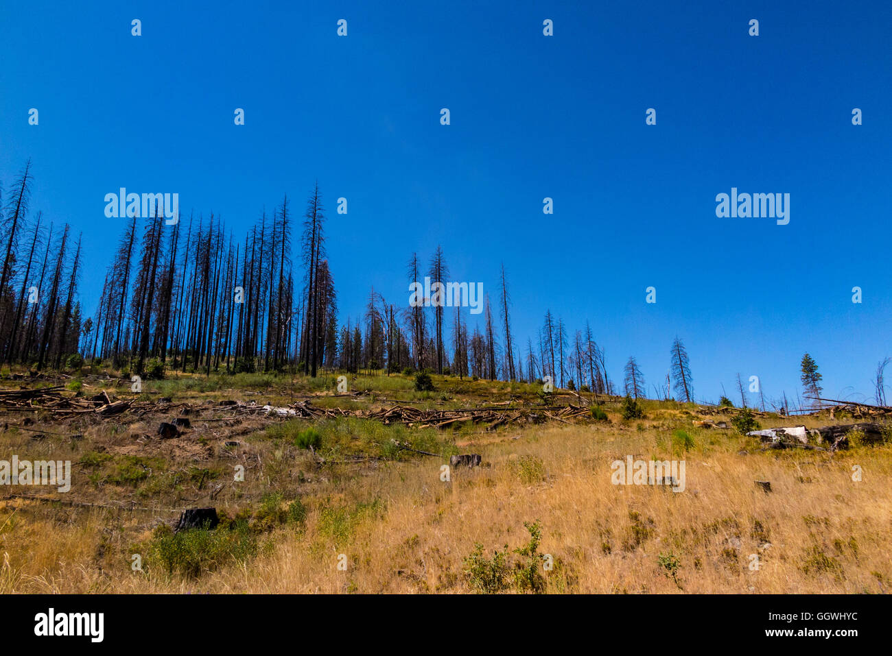 Dead trees being cleared away in the foothills of the Sierra Nevada ...