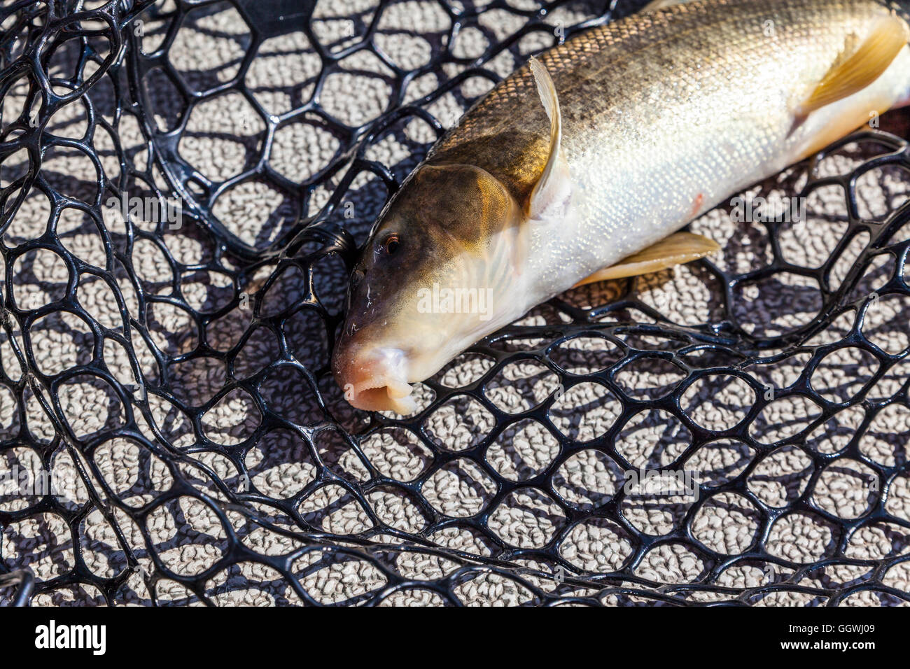 Sucker fish hi-res stock photography and images - Alamy