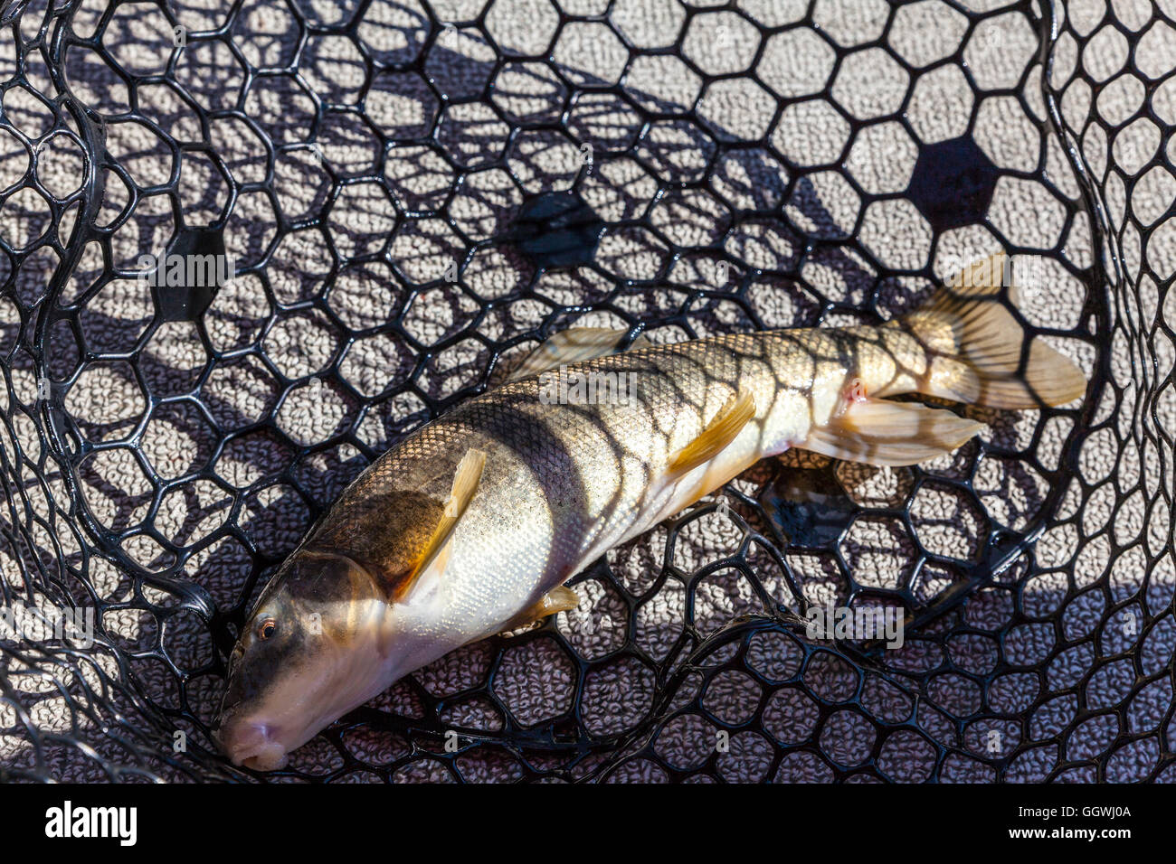 An Owens sucker fish (catostomus fumeiventris M) caught in June Lake ...