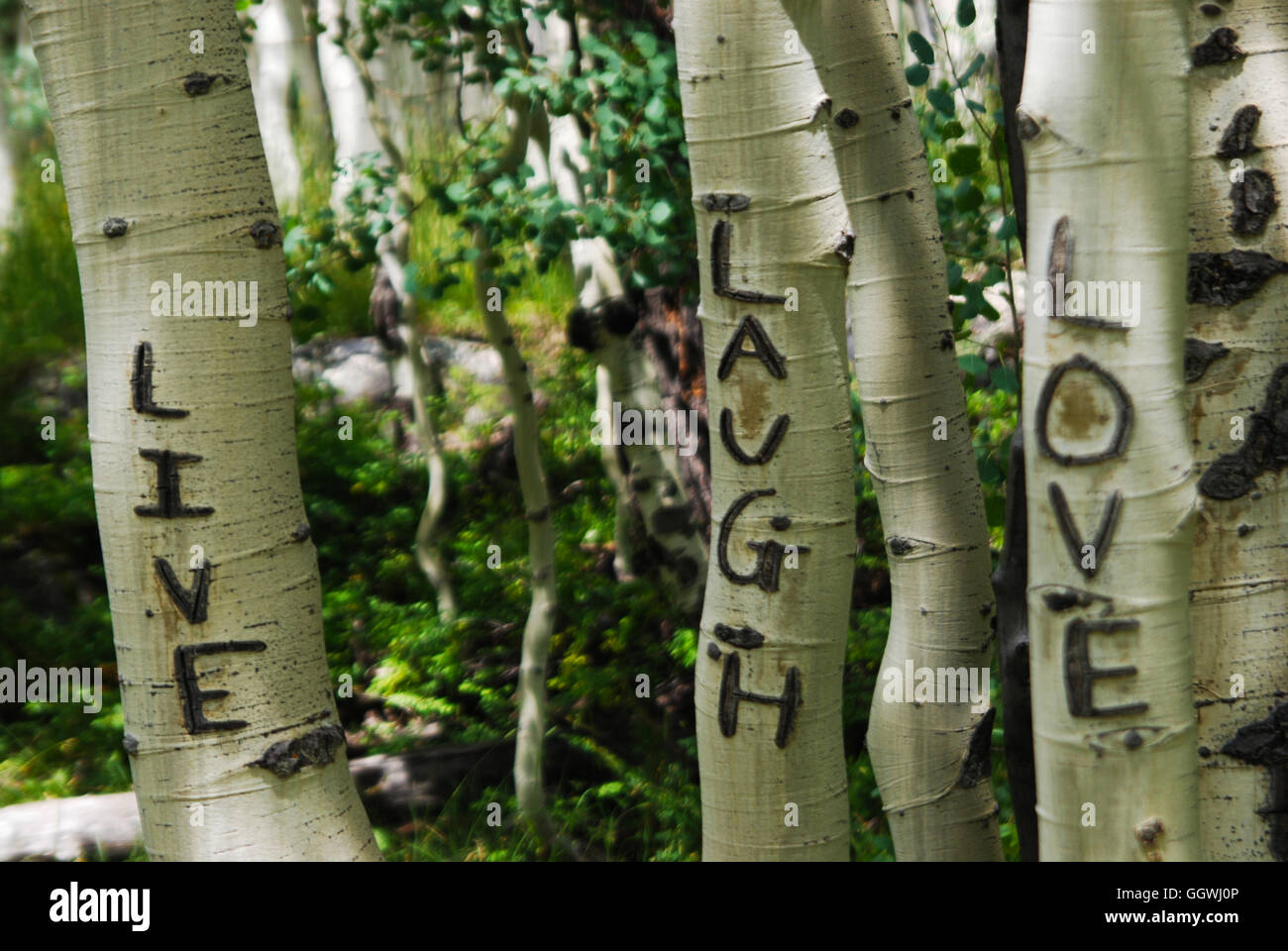 Aspen Tree Forest with writing in the trees Stock Photo - Alamy