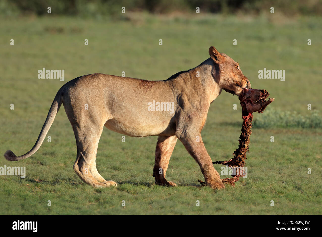 A lioness (Panthera leo) with the remains of antelope prey, Kalahari ...