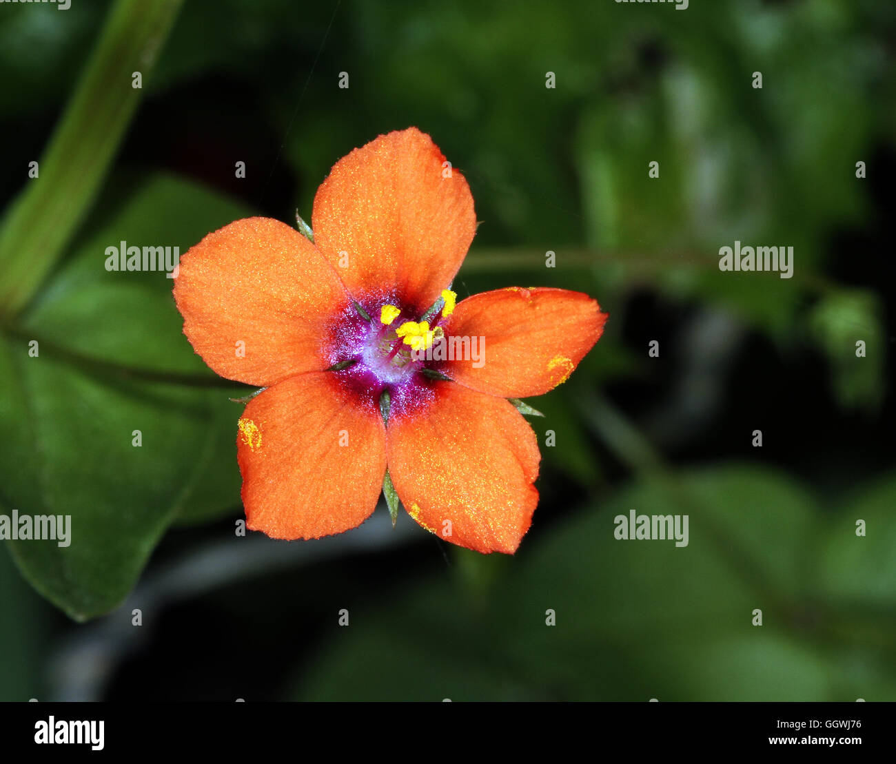 Common pimpernel hi-res stock photography and images - Alamy