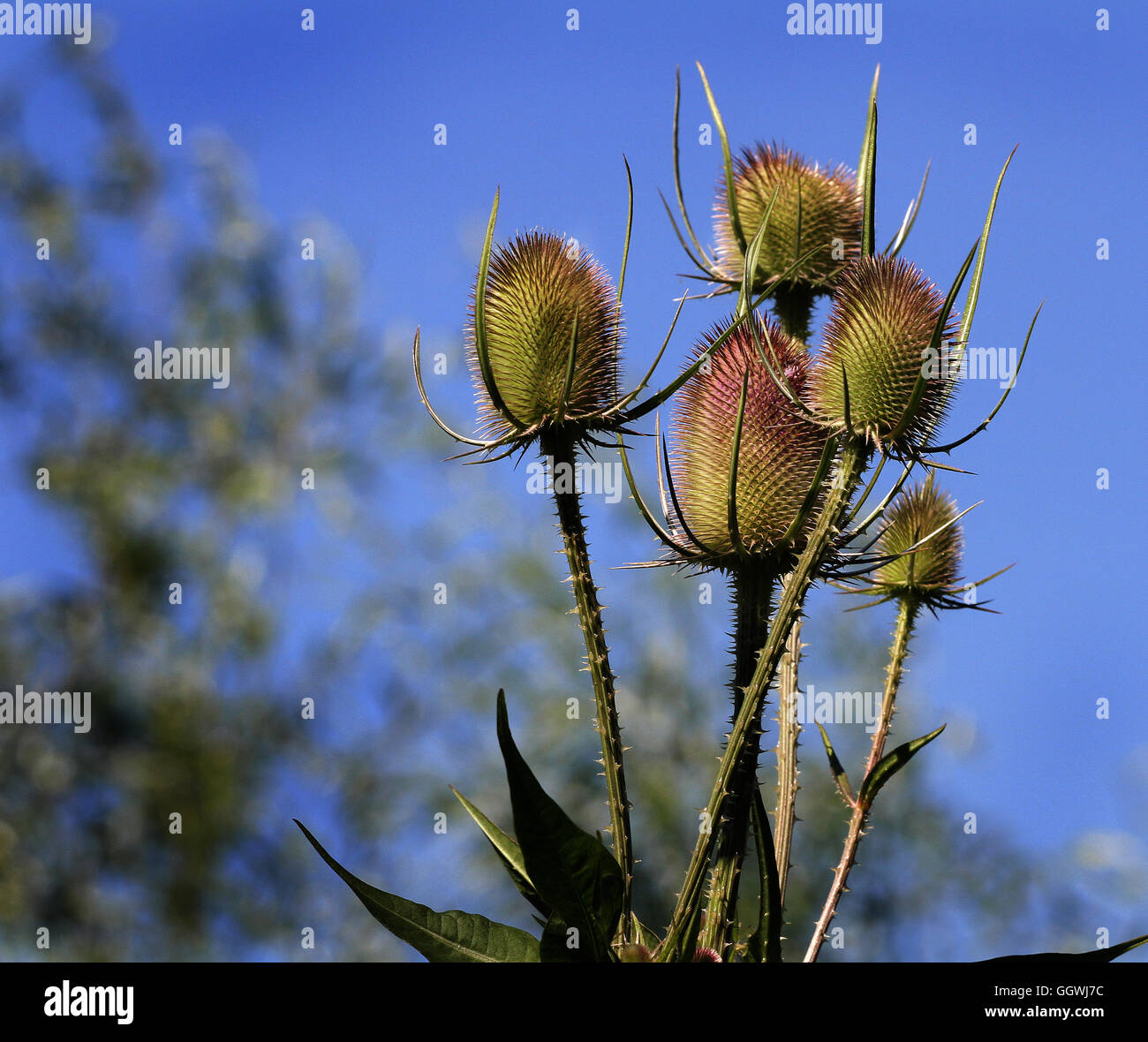 Teasels are probably most commonly known for their brown, prickly stems ...