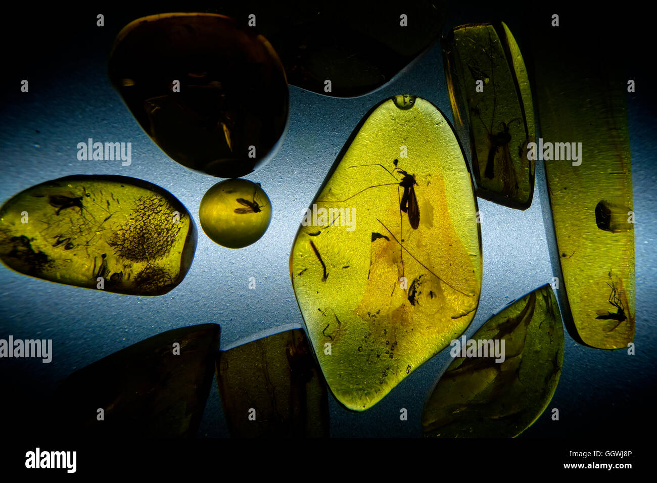 Typical amber specimen with insect inclusion displayed in Amber Gallery ...