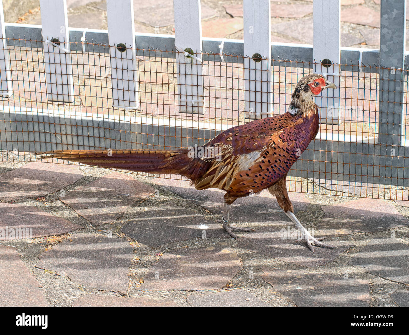 One fence hi-res stock photography and images - Alamy