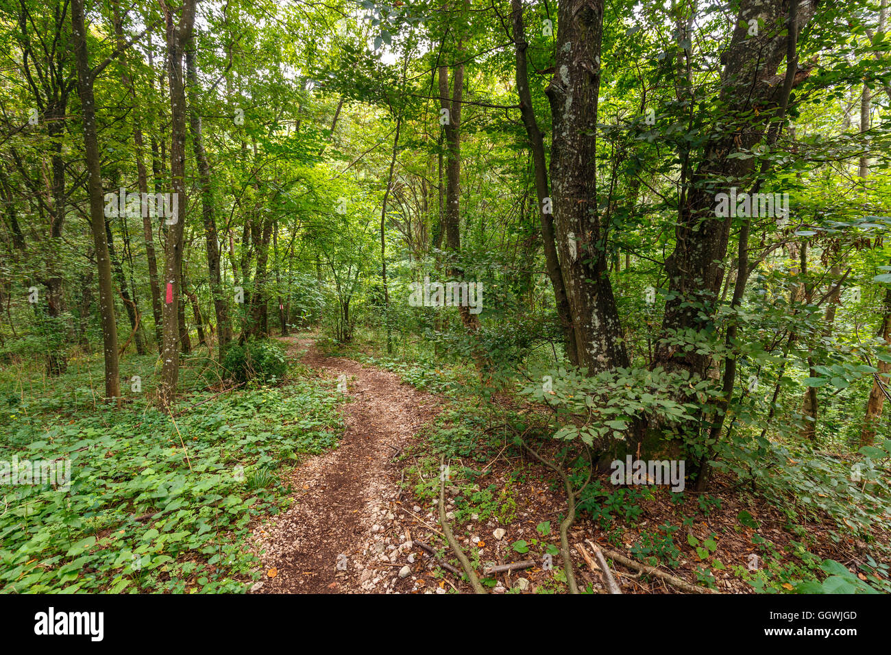 Hiking trail through a lush deciduous forest in the summer Stock Photo ...