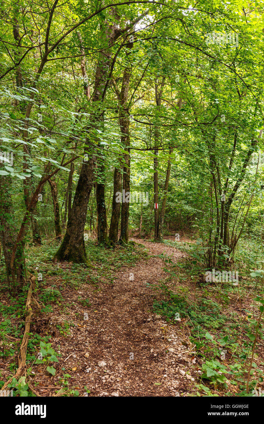 Hiking trail through a lush deciduous forest in the summer Stock Photo ...