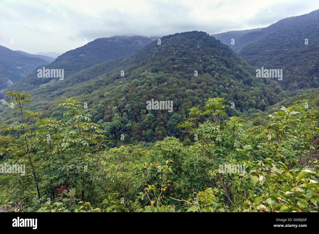 Landscape with mountains covered in deciduous forests Stock Photo - Alamy