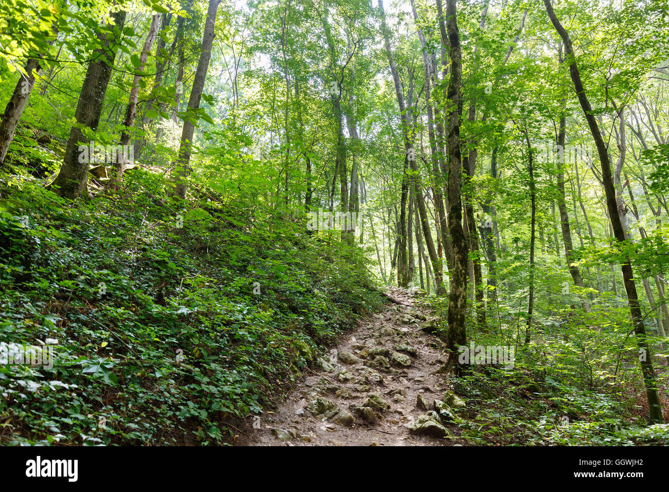Hiking trail through a lush deciduous forest in the summer Stock Photo ...