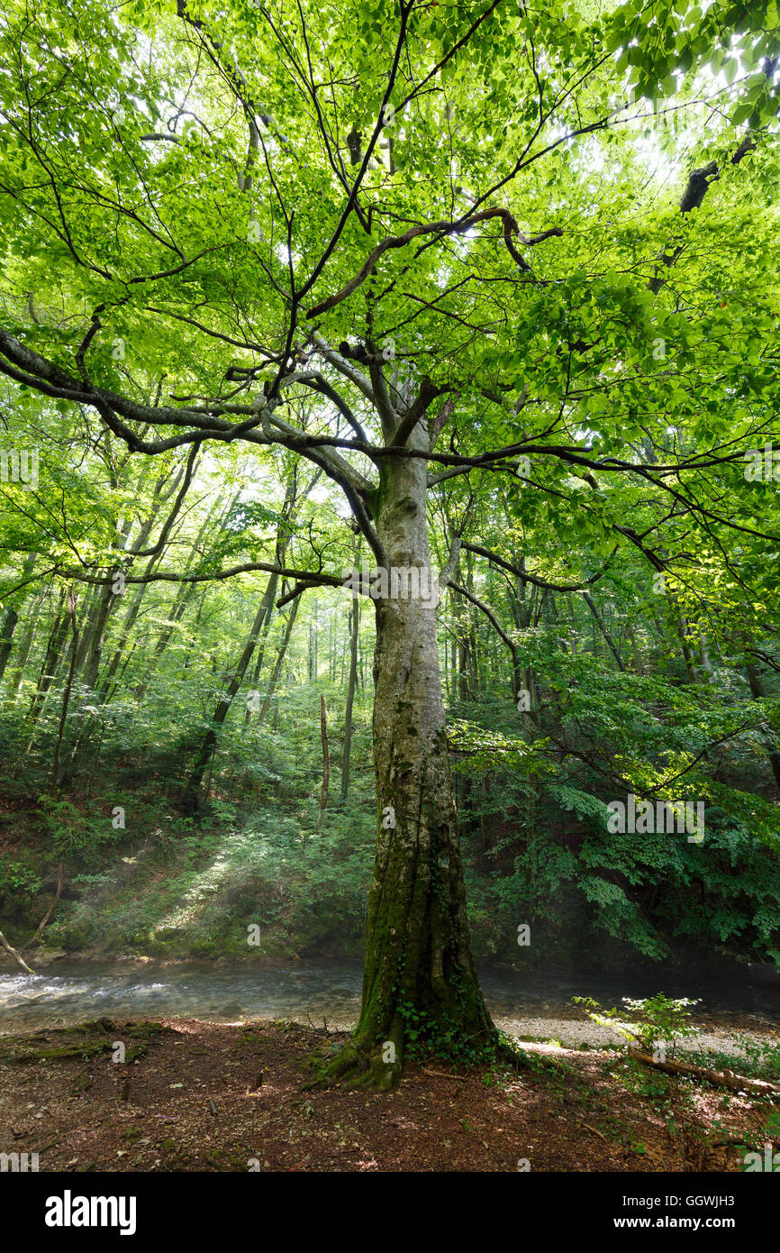Sunny near natural beech forest hi-res stock photography and images - Alamy