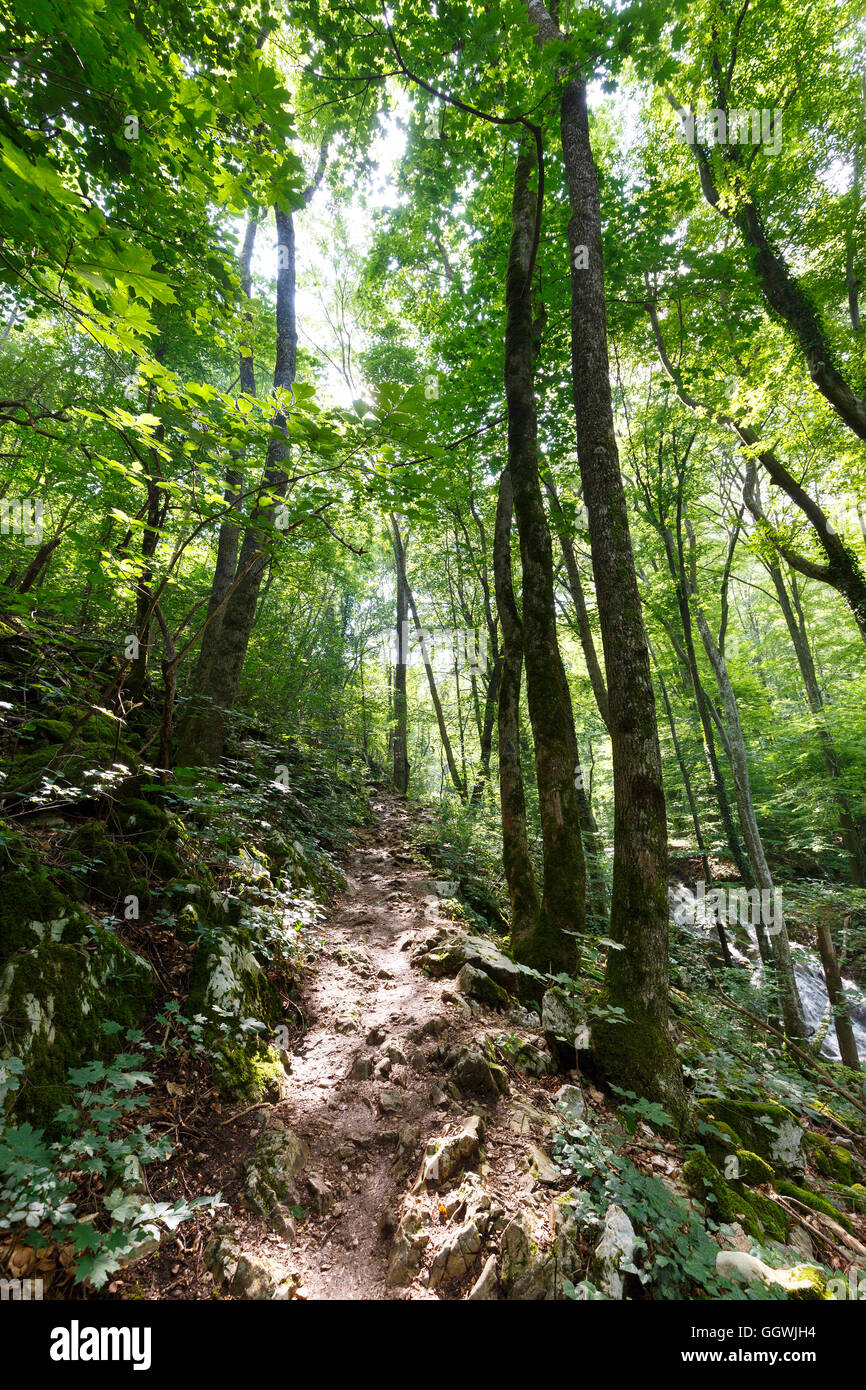 Hiking trail through a lush deciduous forest in the summer Stock Photo ...