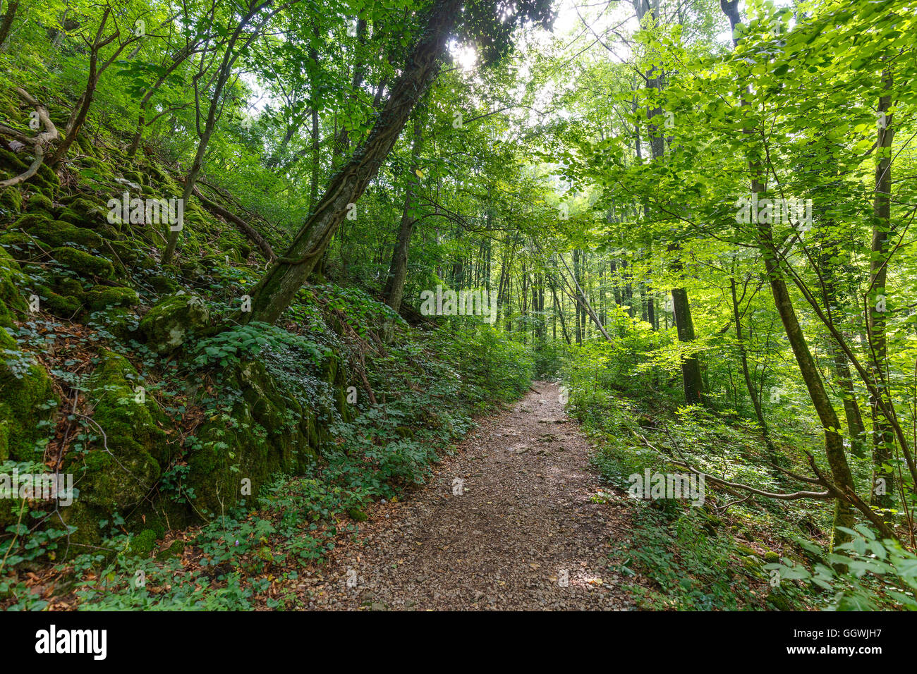 Hiking trail through a lush deciduous forest in the summer Stock Photo ...
