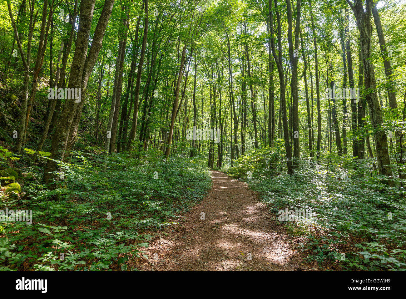 Hiking trail through a lush deciduous forest in the summer Stock Photo ...