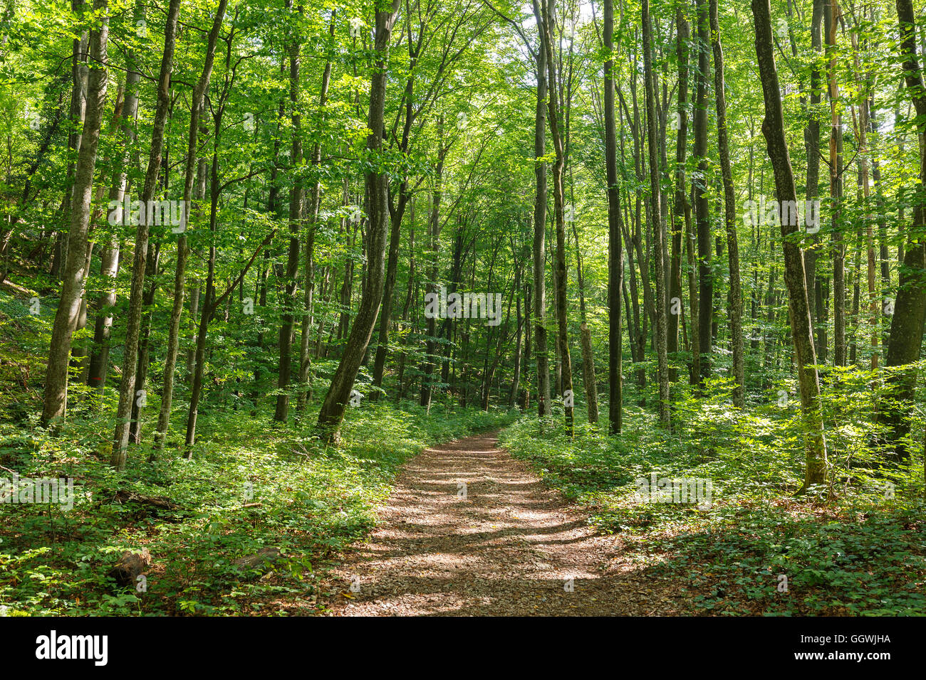 Hiking trail through a lush deciduous forest in the summer Stock Photo ...
