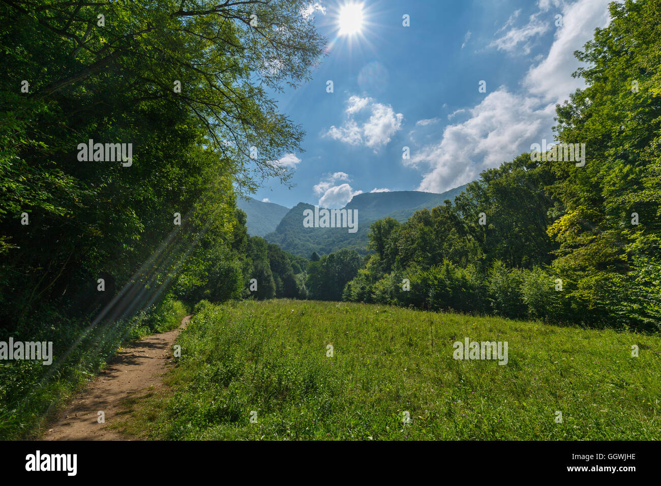 Hiking trail through a lush deciduous forest in the summer Stock Photo ...