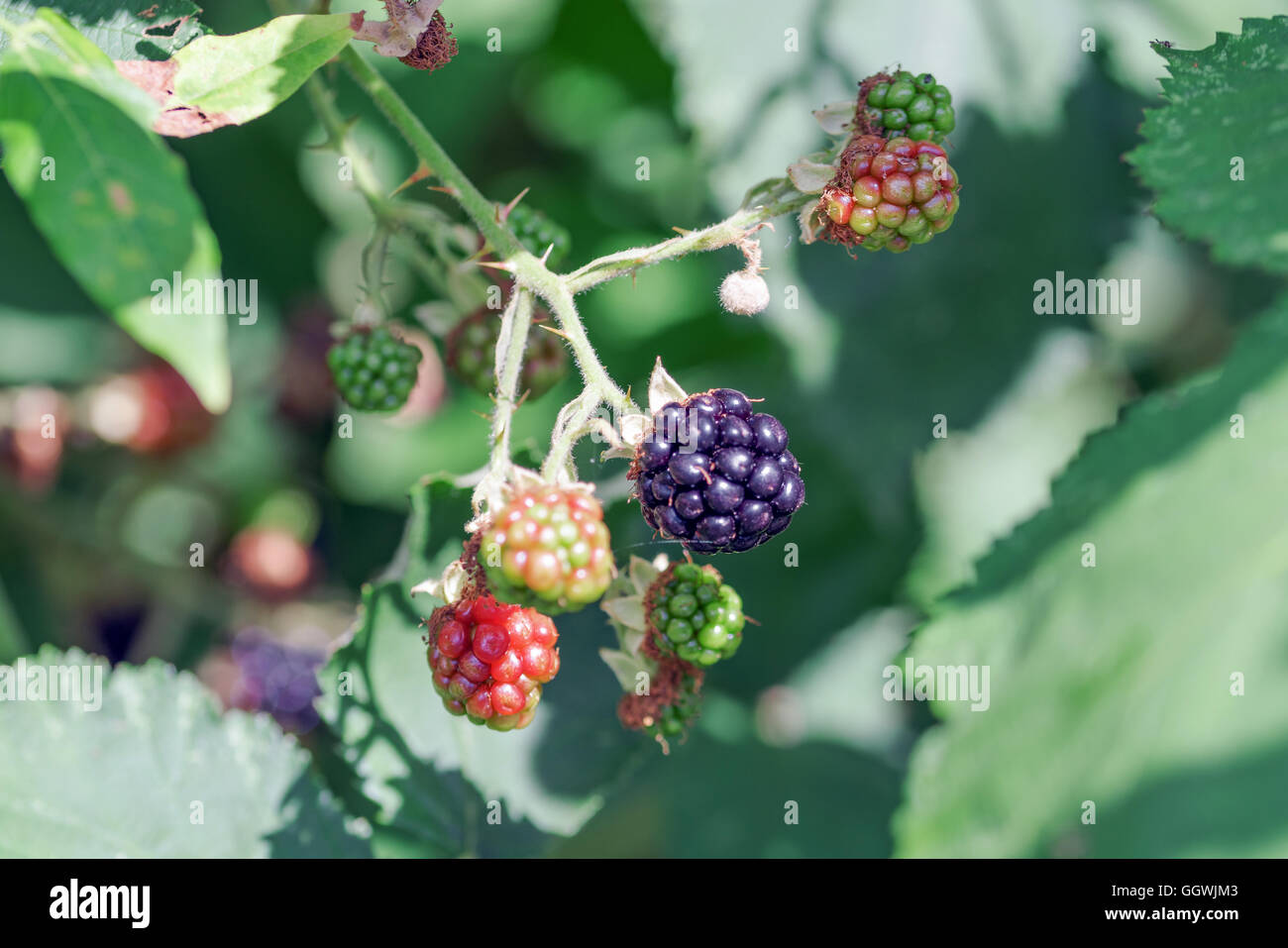 The stages of ripeness of summer blackberries Stock Photo - Alamy