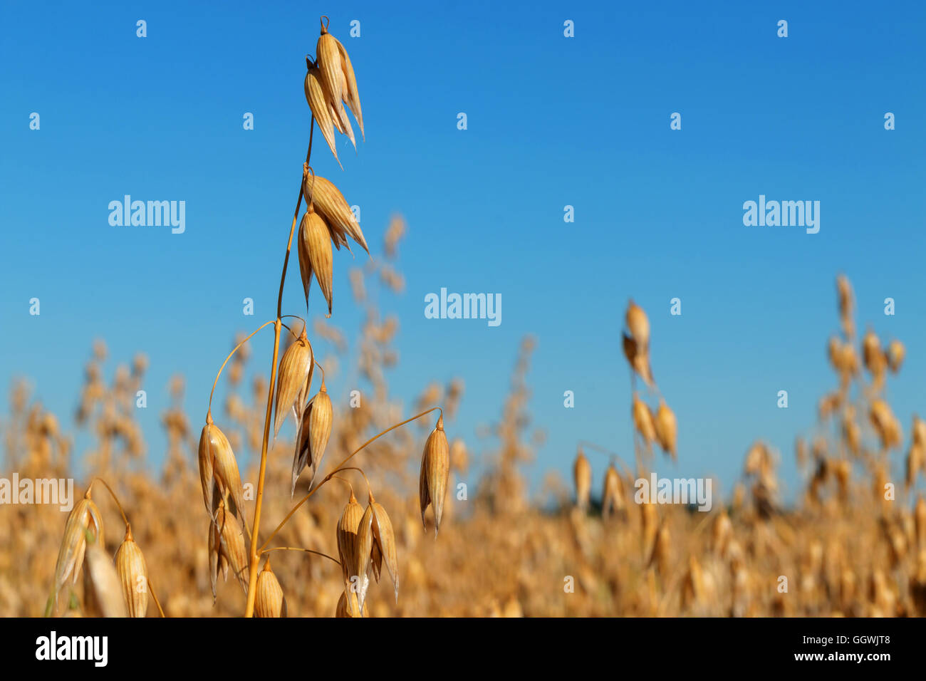 Single stem of oats against a blue sky Stock Photo - Alamy